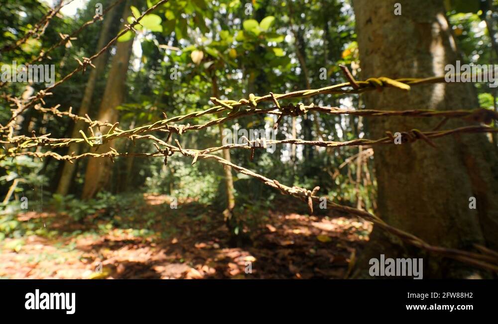 Jungle environment in vietnam war Stock Videos & Footage - HD and 4K ...