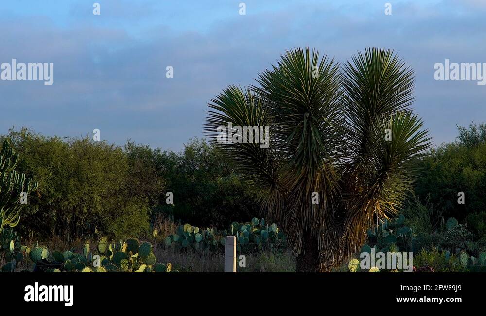 Sanluispotosi Stock Videos & Footage - HD and 4K Video Clips - Alamy