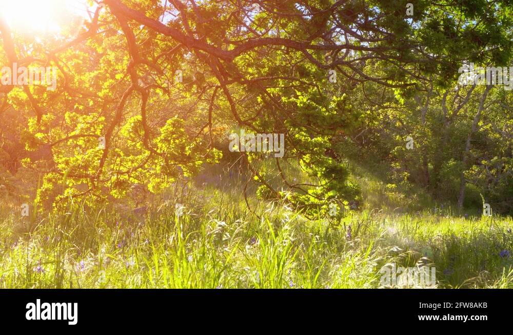 Golden Lens Flare in Spring Meadow, Park Forest Grass Landscape ...