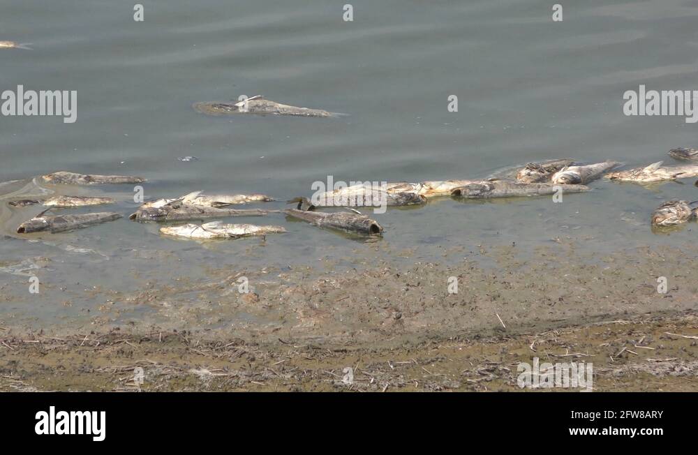 Dead fish, died from pollution, contamination, hot weather, low water ...