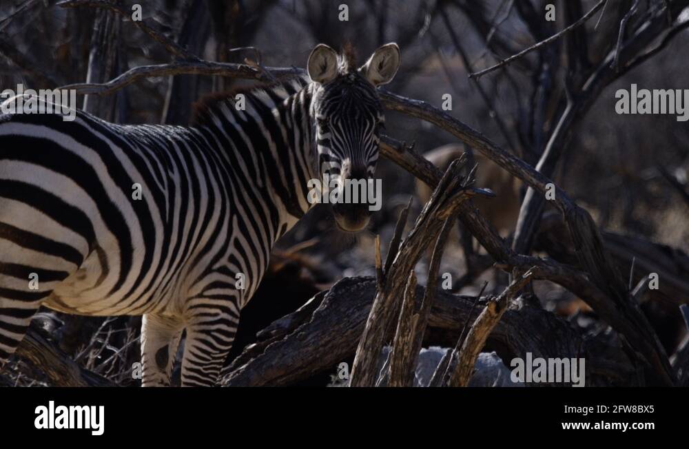 Zebra in wild Stock Videos & Footage - HD and 4K Video Clips - Alamy