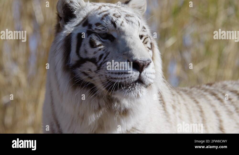 White bengal tiger licking lips Stock Videos & Footage - HD and 4K ...