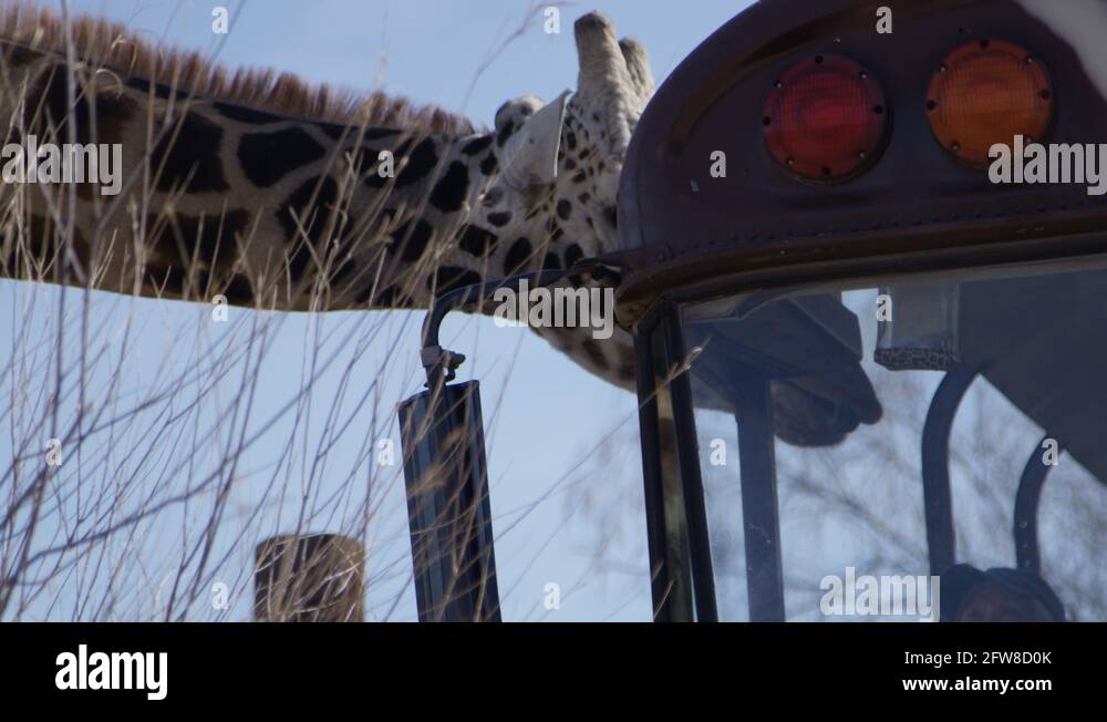 Giraffe window Stock Videos & Footage - HD and 4K Video Clips - Alamy