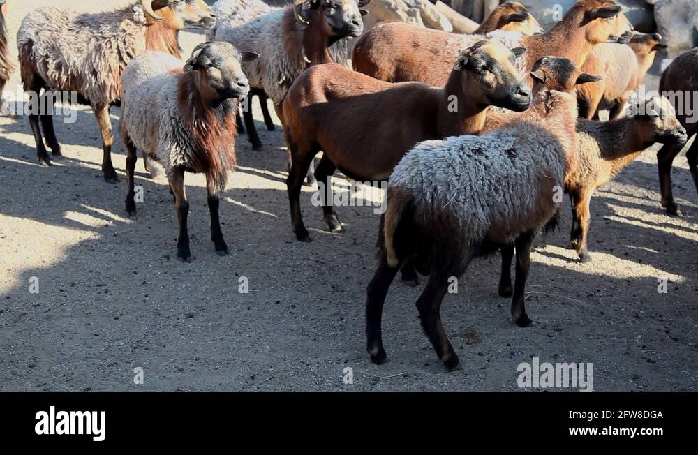 sheep HD 1080p Stock Video Footage - Alamy