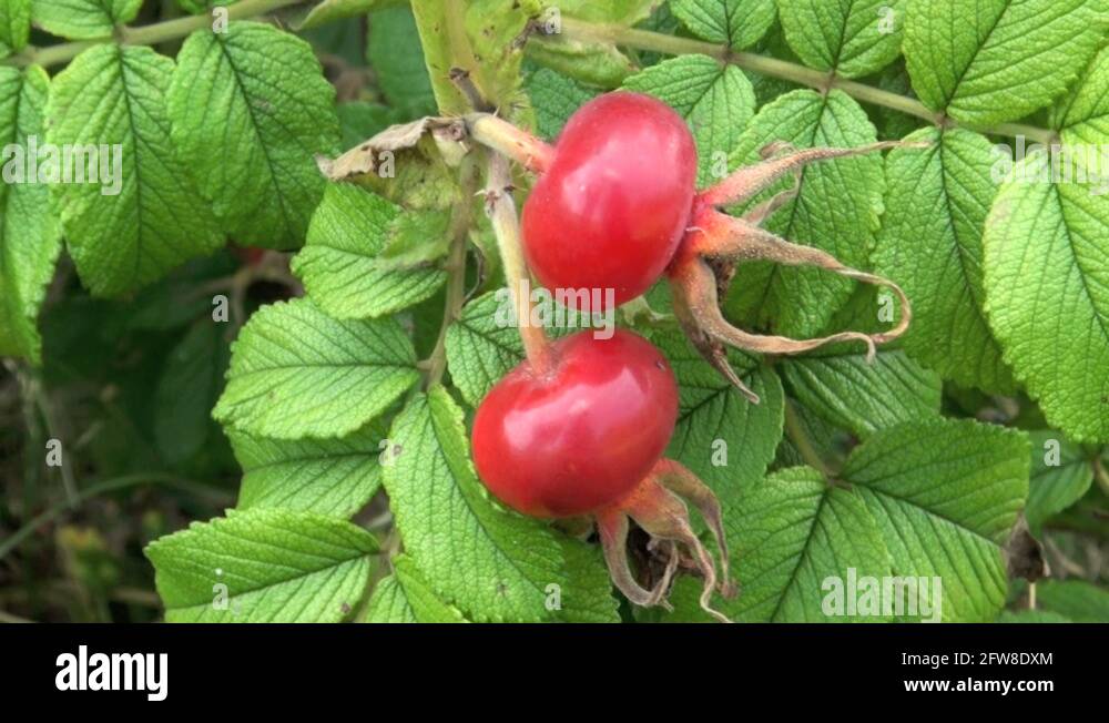 Rosa rugosa hips Stock Videos & Footage - HD and 4K Video Clips - Alamy