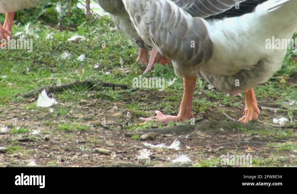 Webbed birds Stock Videos & Footage - HD and 4K Video Clips - Alamy