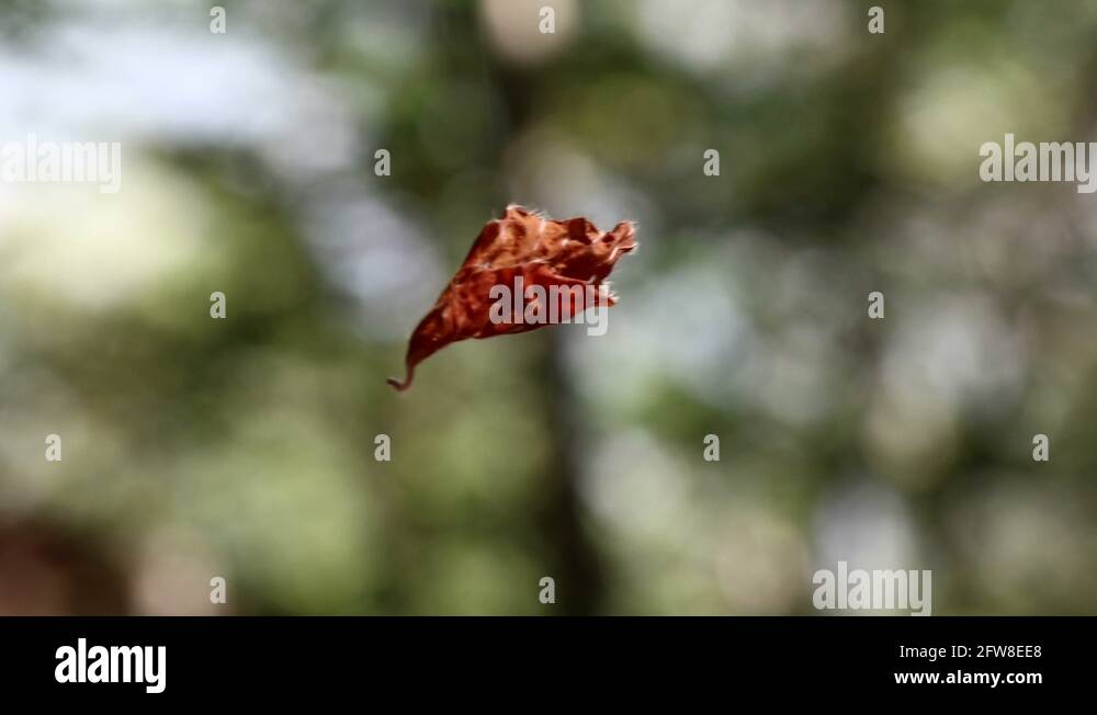 Hanging spiders Stock Videos & Footage - HD and 4K Video Clips - Alamy