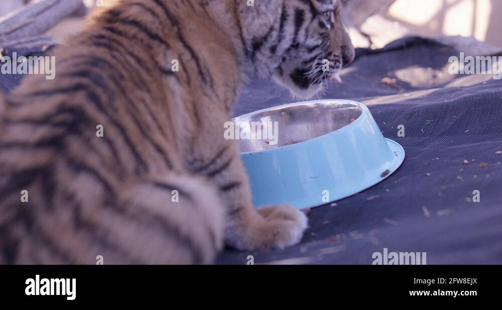 Tiger dish Stock Videos & Footage - HD and 4K Video Clips - Alamy