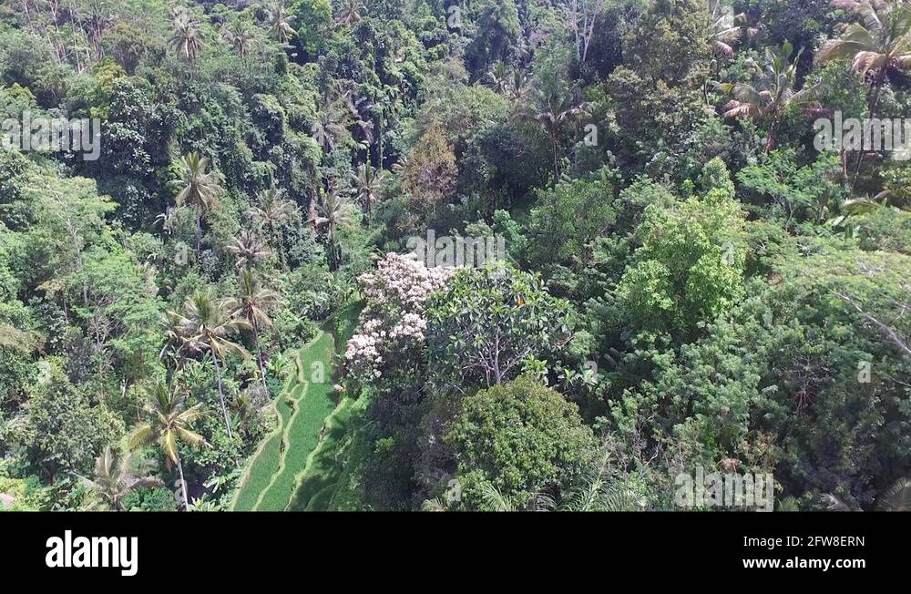 Indonesia rainforest aerial Stock Videos & Footage - HD and 4K Video ...
