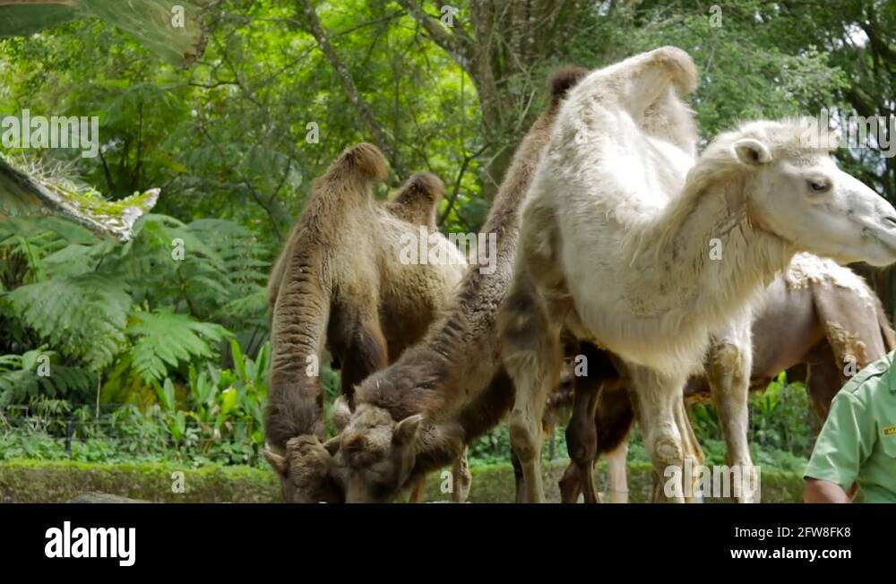 Camel zoo Stock Videos & Footage - HD and 4K Video Clips - Alamy