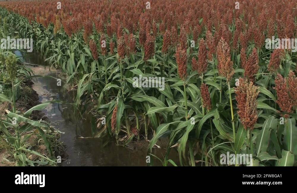 Red sorghum grains Stock Videos & Footage - HD and 4K Video Clips - Alamy