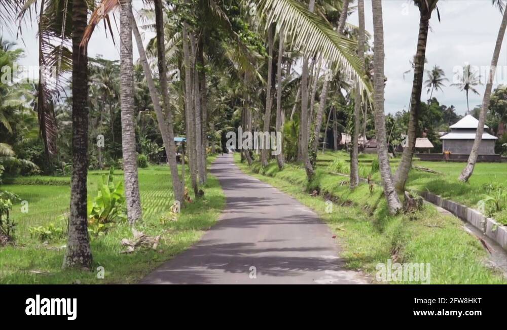 Pulm tree Stock Videos & Footage - HD and 4K Video Clips - Alamy