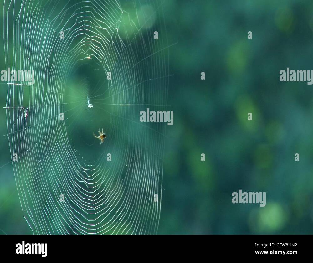 Spider web time lapse Stock Videos & Footage - HD and 4K Video Clips ...