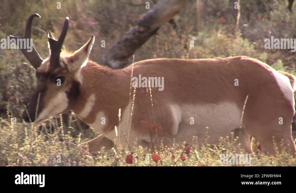 Prairie goat Stock Videos & Footage - HD and 4K Video Clips - Alamy