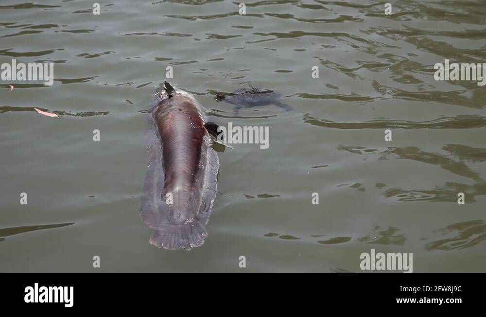 Bloated animal Stock Videos & Footage - HD and 4K Video Clips - Alamy