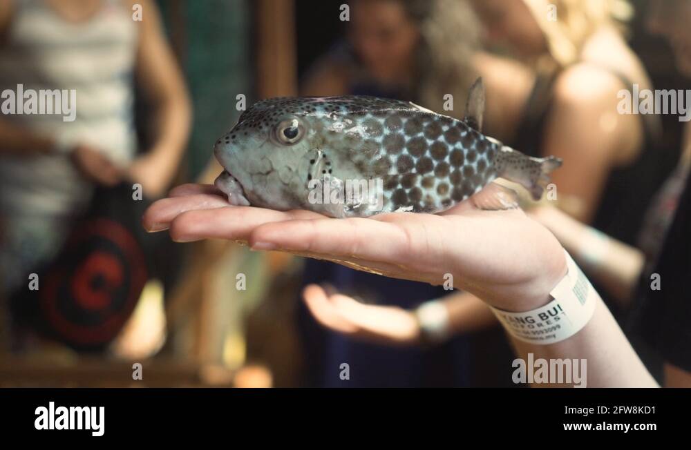 Cube box fish Stock Videos & Footage - HD and 4K Video Clips - Alamy