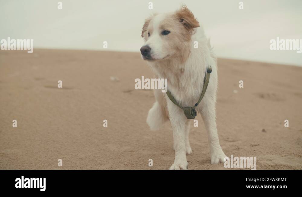 Observant animal Stock Videos & Footage - HD and 4K Video Clips - Alamy