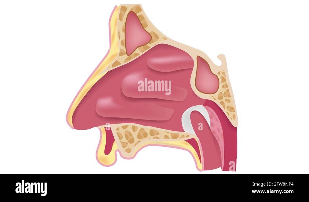 Nostril anatomy Stock Videos & Footage - HD and 4K Video Clips - Alamy