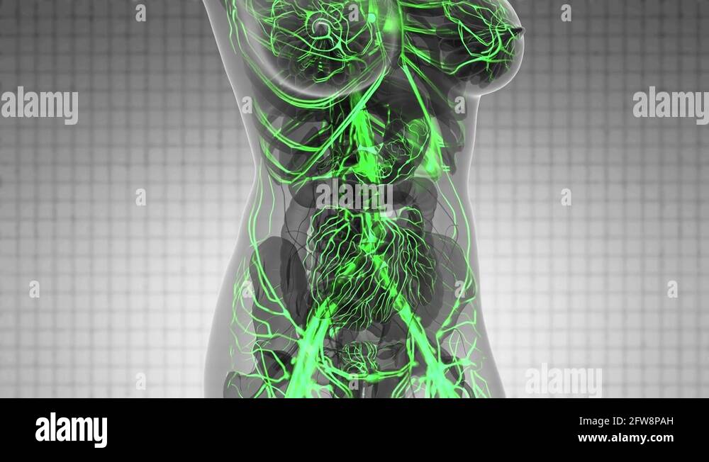 science anatomy scan of woman heart and blood vessels glowing Stock ...