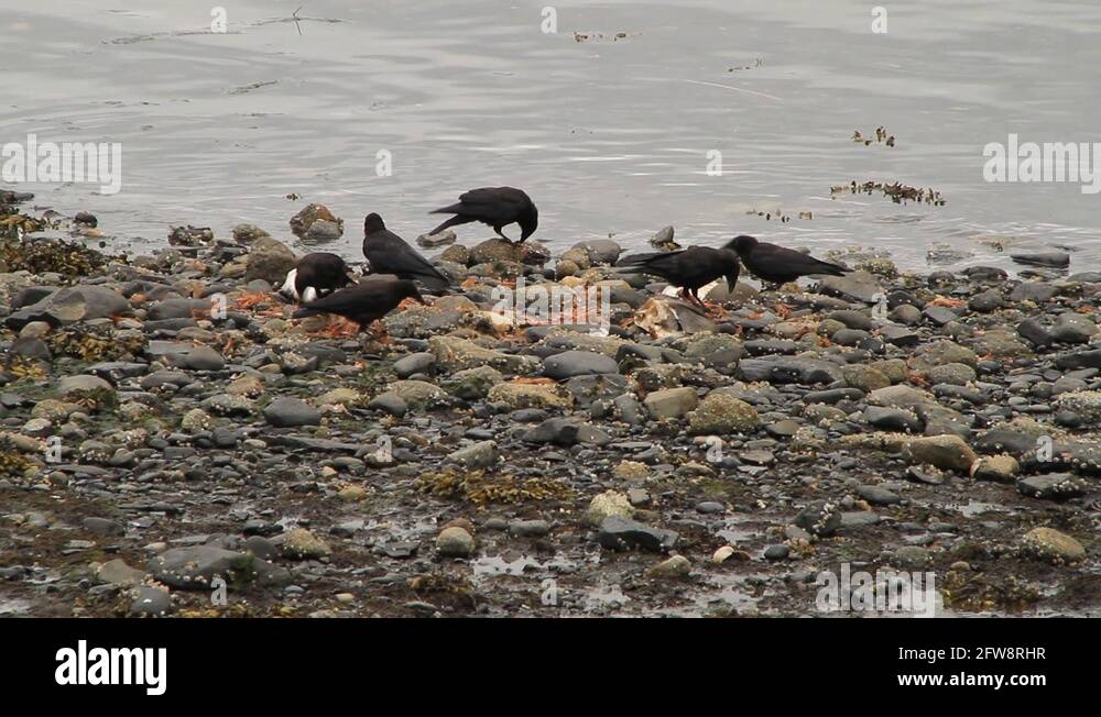 Crows and ravens Stock Videos & Footage - HD and 4K Video Clips - Alamy