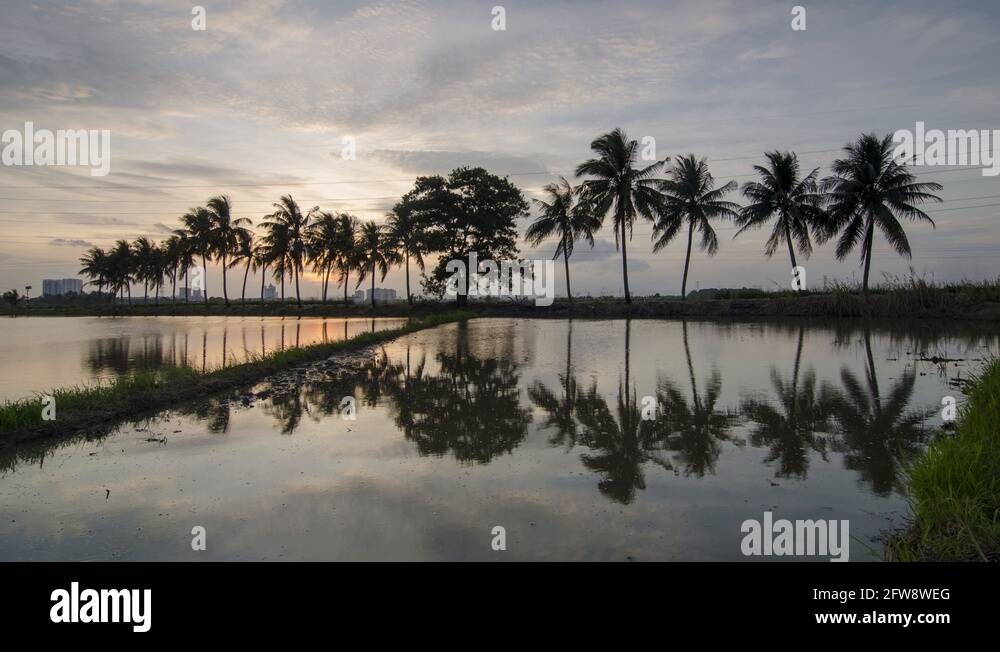 Row of coconut trees Stock Videos & Footage - HD and 4K Video Clips - Alamy