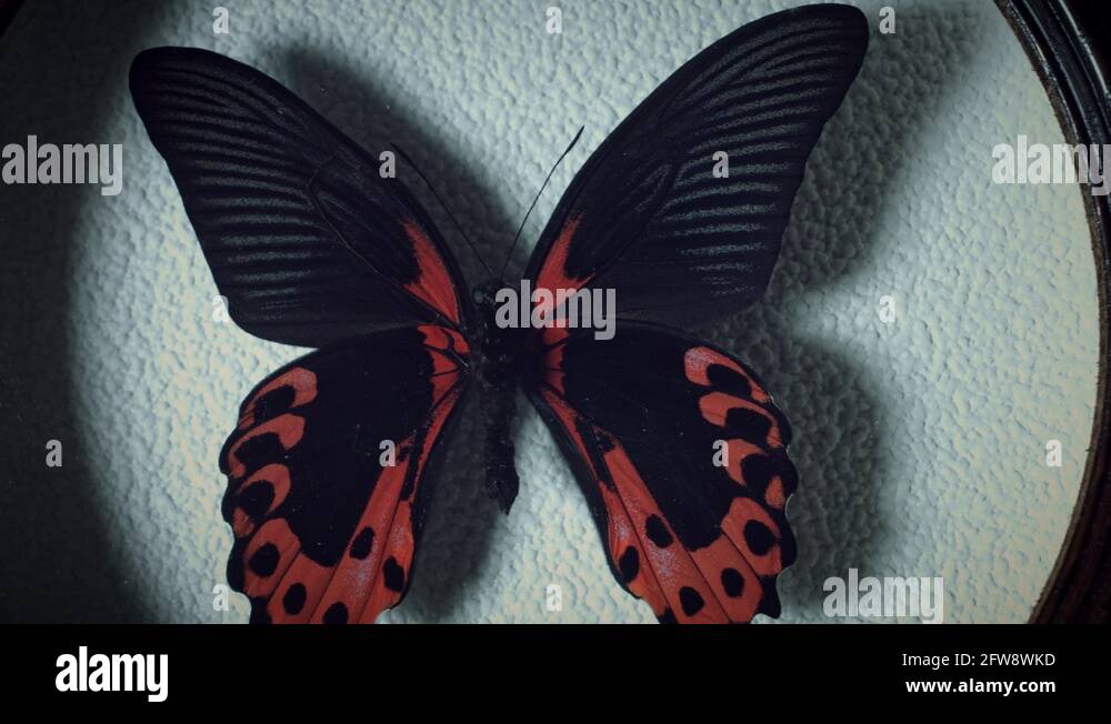 Butterfly house interior Stock Videos & Footage - HD and 4K Video Clips ...