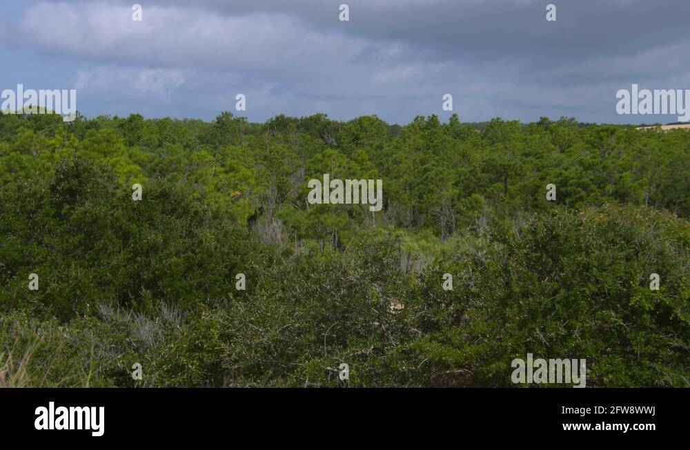 Maritime forest Stock Videos & Footage - HD and 4K Video Clips - Alamy