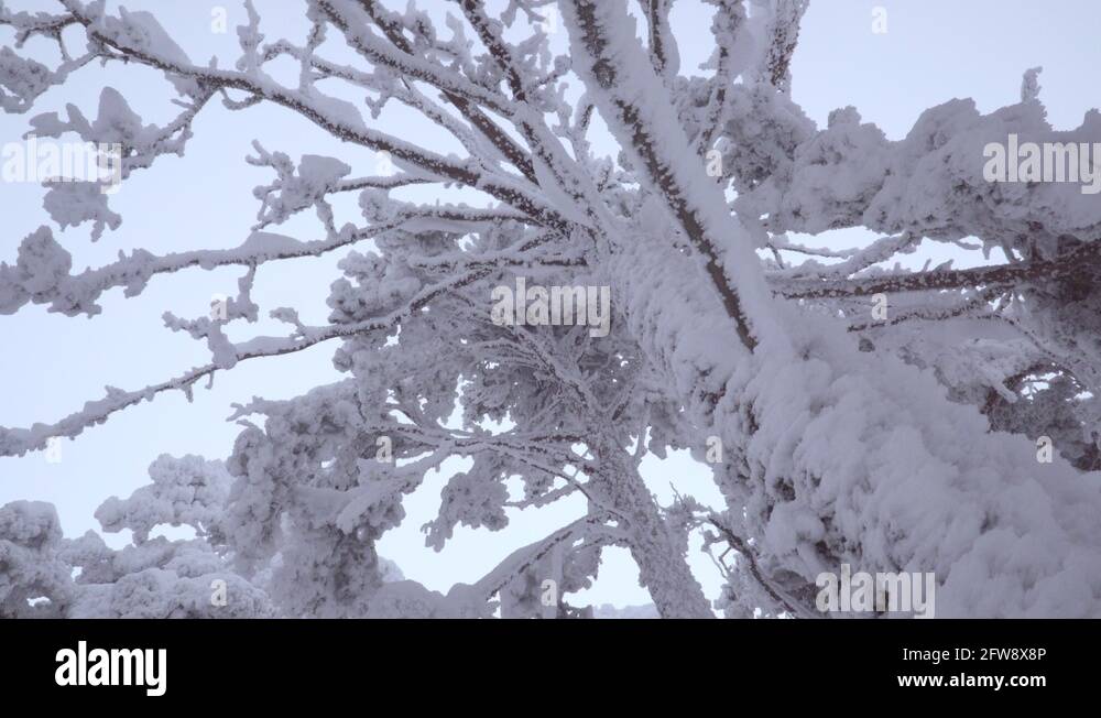 Iced trees Stock Videos & Footage - HD and 4K Video Clips - Alamy