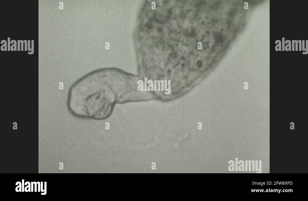 Sarcomere Stock Videos & Footage - HD and 4K Video Clips - Alamy