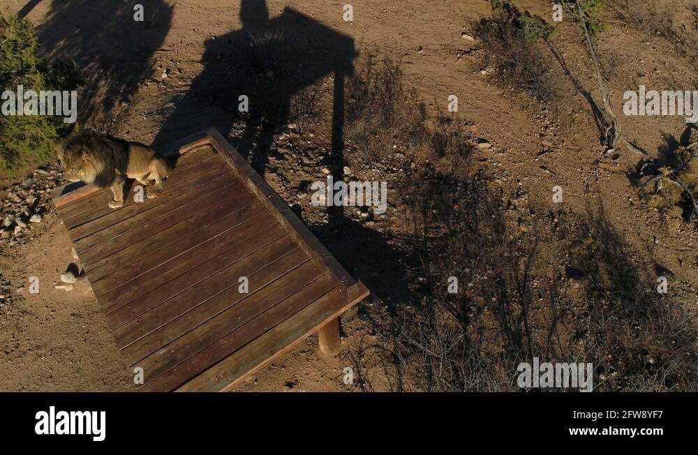 Lion platform Stock Videos & Footage - HD and 4K Video Clips - Alamy