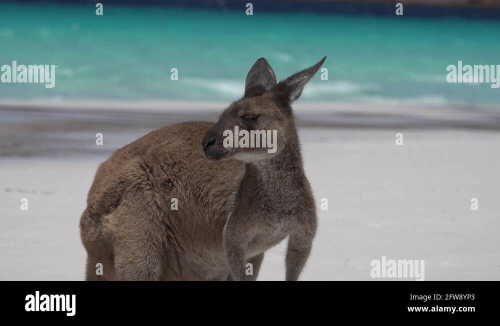 Wild kangaroo on beach Stock Videos & Footage - HD and 4K Video Clips ...