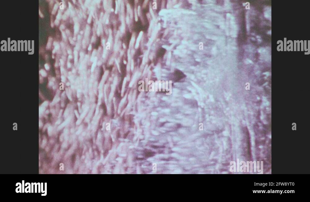 Oxygen cycle Stock Videos & Footage - HD and 4K Video Clips - Alamy