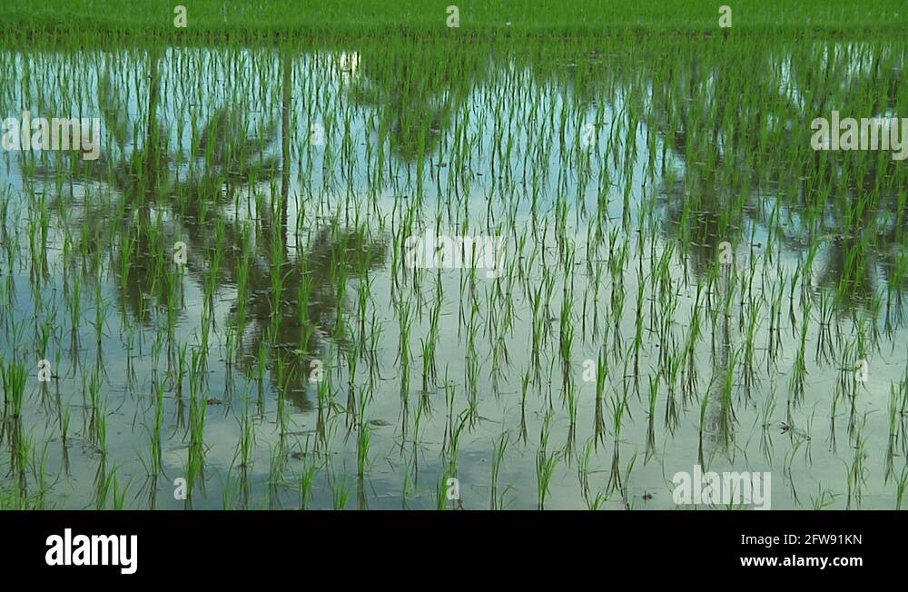 Paddy tree Stock Videos & Footage - HD and 4K Video Clips - Alamy