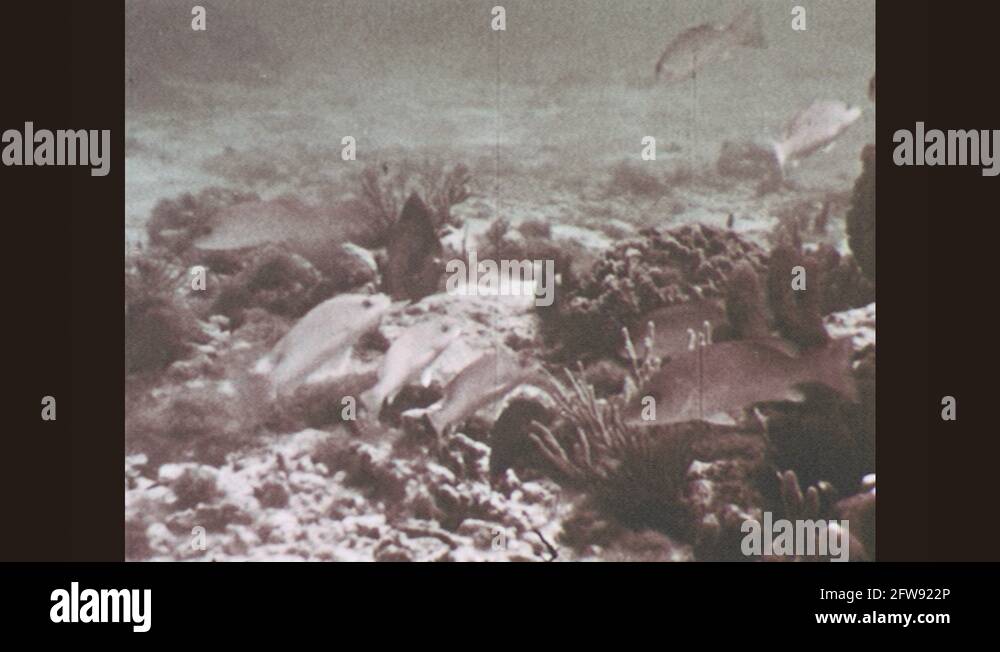 1950s: Underwater view of fish swimming around seabed. Microscopic ...