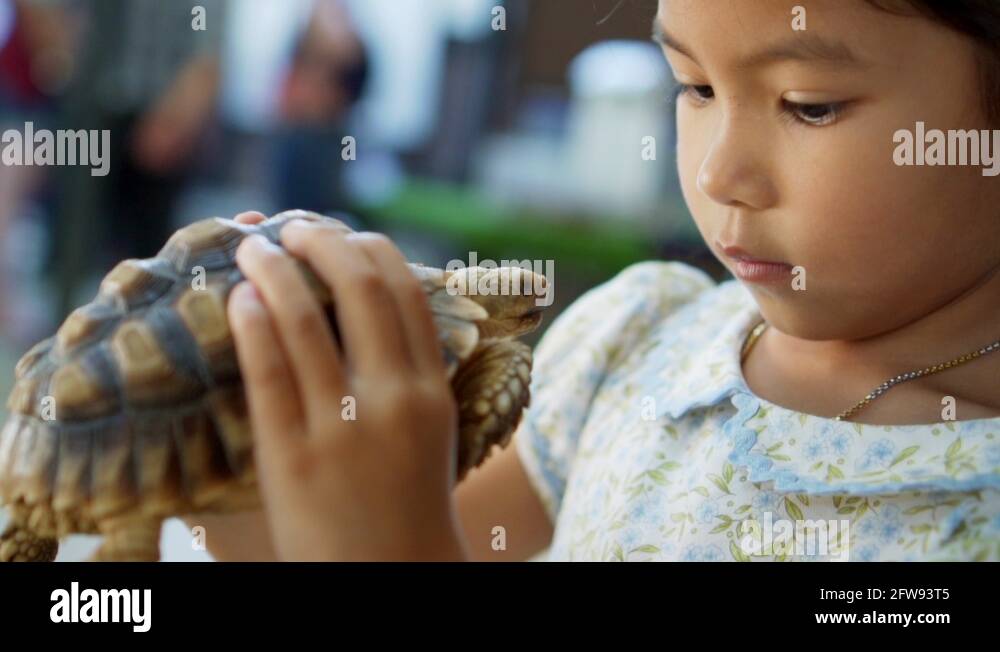 Hand holding turtle Stock Videos & Footage - HD and 4K Video Clips - Alamy