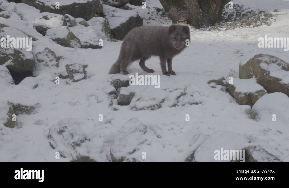 Icelandic artic Stock Videos & Footage - HD and 4K Video Clips - Alamy