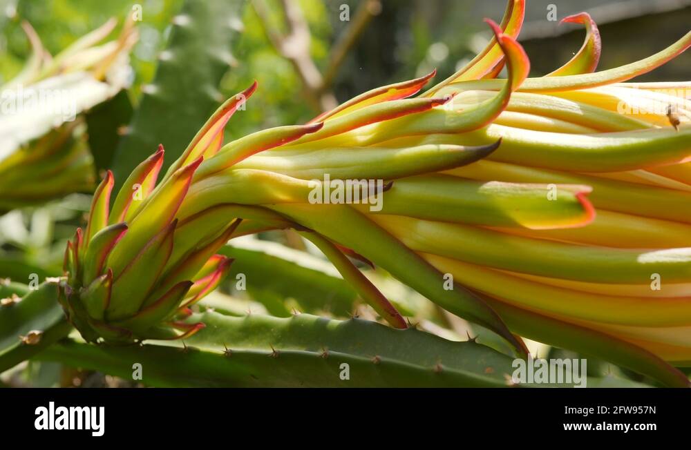Dragon Fruit Flower. Pitahaya Plants at Plantation Farm. 4K Stock Video ...