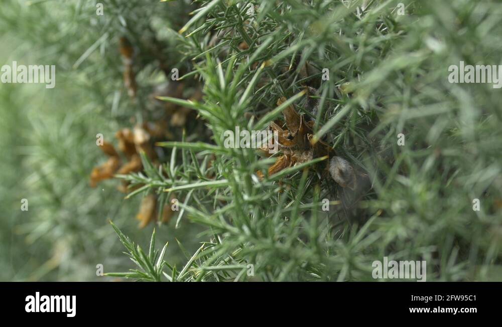 Needles Stock Videos & Footage - HD and 4K Video Clips - Alamy