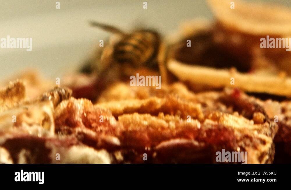 Wasps cake Stock Videos & Footage - HD and 4K Video Clips - Alamy