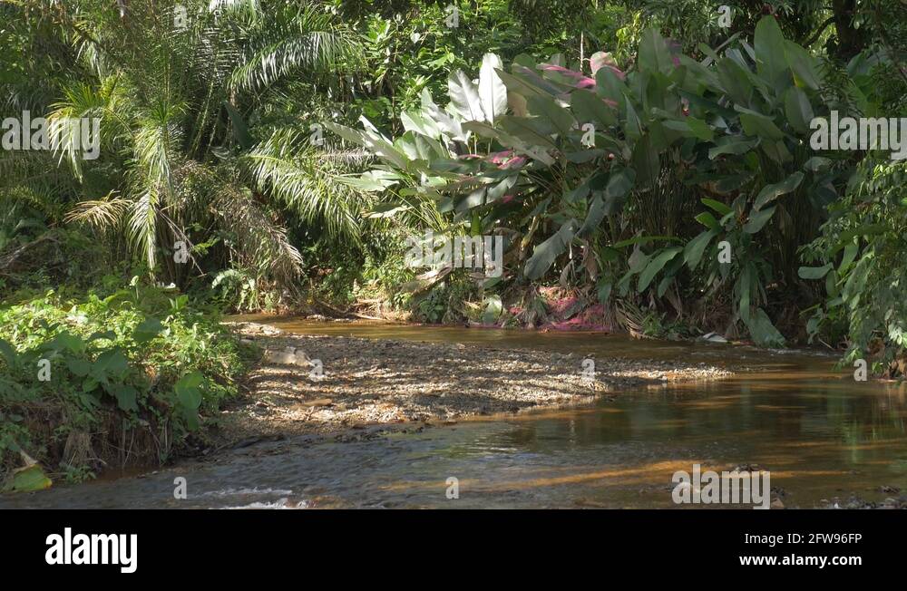 Jungle riverbed Stock Videos & Footage - HD and 4K Video Clips - Alamy