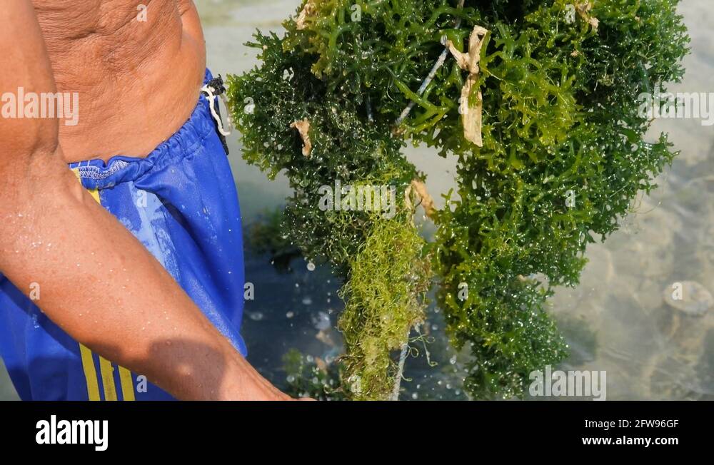Asian Farmer Harvesting Algae at Seaweed Farm Plantation. 4K. Nusa ...