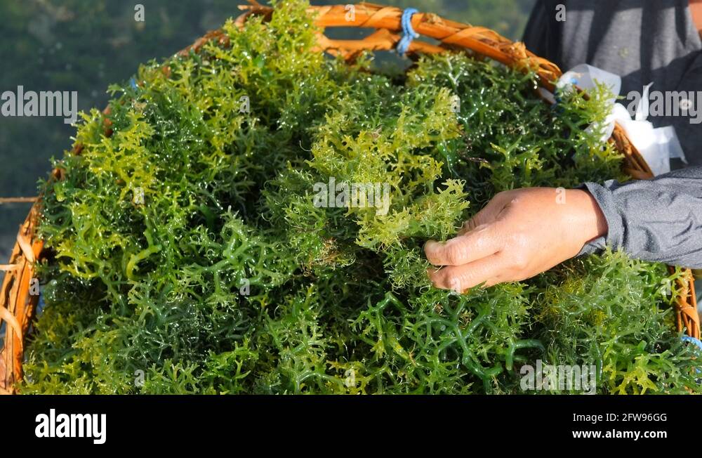 Algae Harvesting at Seaweed Farm Plantation. 4K. Nusa Penida Island ...