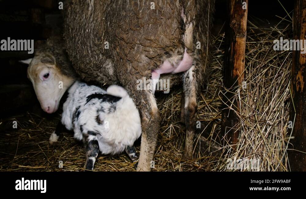 Lamb sucks milk from udder of sheep, struggle for udder, 4k Stock Video ...