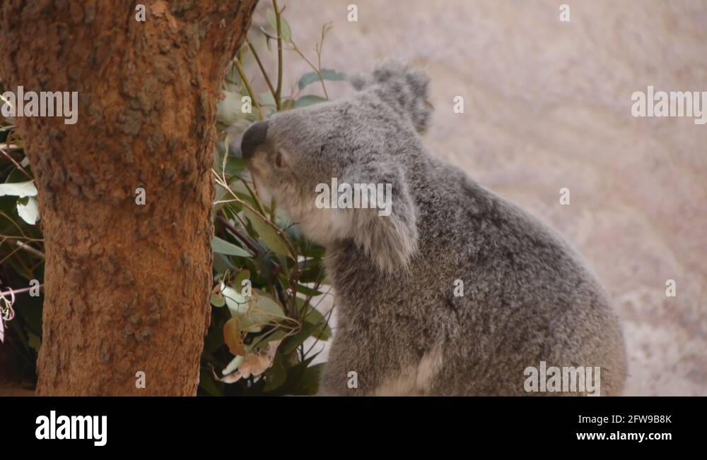 Koala belly Stock Videos & Footage - HD and 4K Video Clips - Alamy