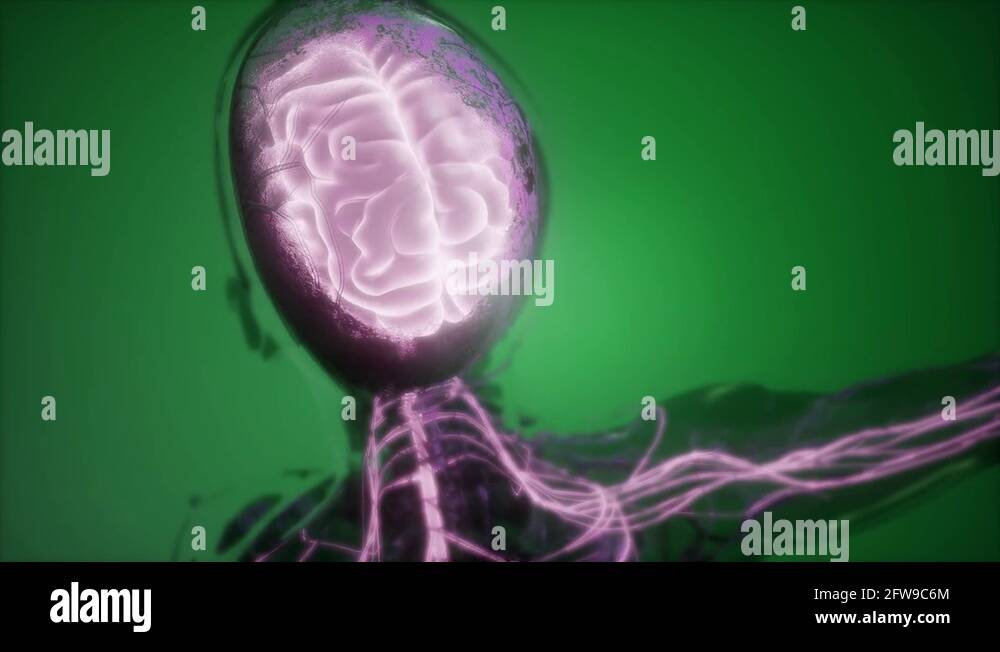 science anatomy scan of human brain and nerves glowing Stock Video ...