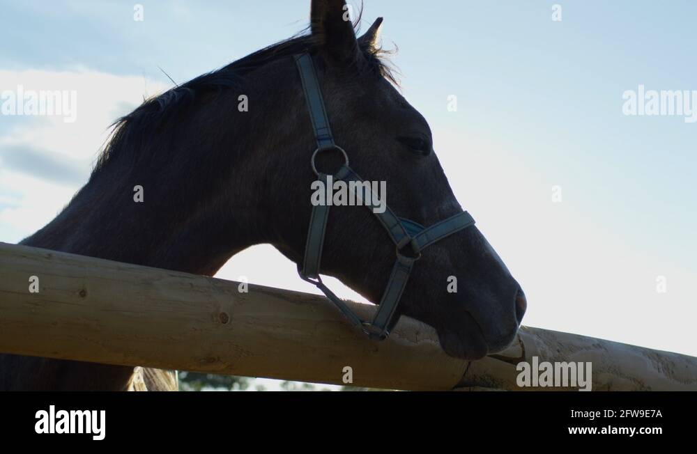 Horse head over fence Stock Videos & Footage - HD and 4K Video Clips ...