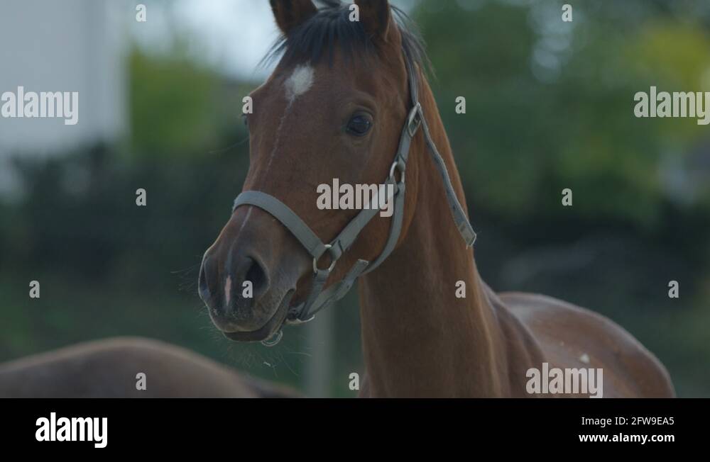 Stallion head Stock Videos & Footage - HD and 4K Video Clips - Alamy