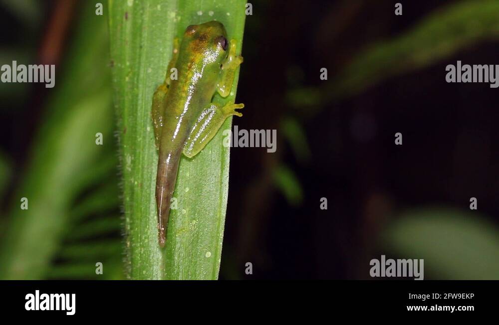 Toad tadpole metamorphosis Stock Videos & Footage - HD and 4K Video ...