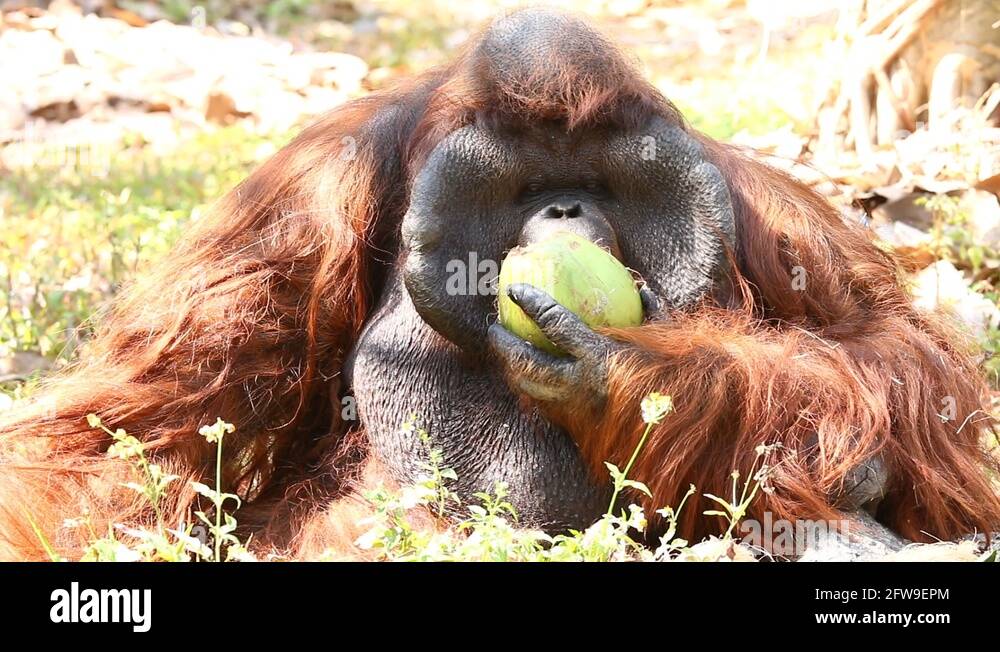 Eating coconut Stock Videos & Footage - HD and 4K Video Clips - Alamy