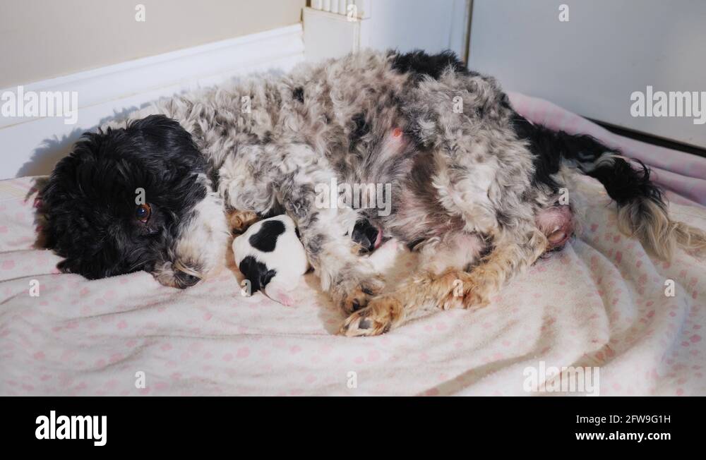 Dog giving birth Stock Videos & Footage - HD and 4K Video Clips - Alamy